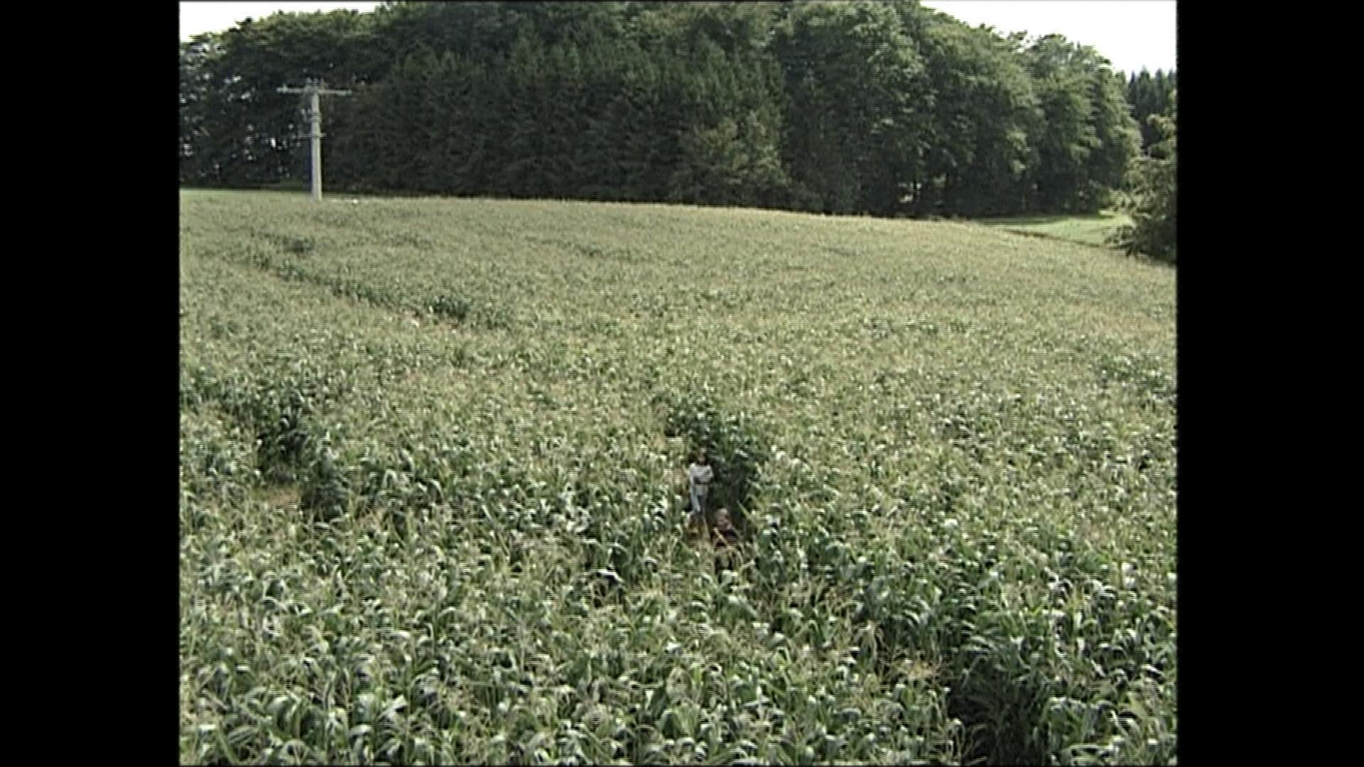 NORDLIICHT 2001: Maislabyrinth am Parc Housen - Nordliicht 20.10.2021