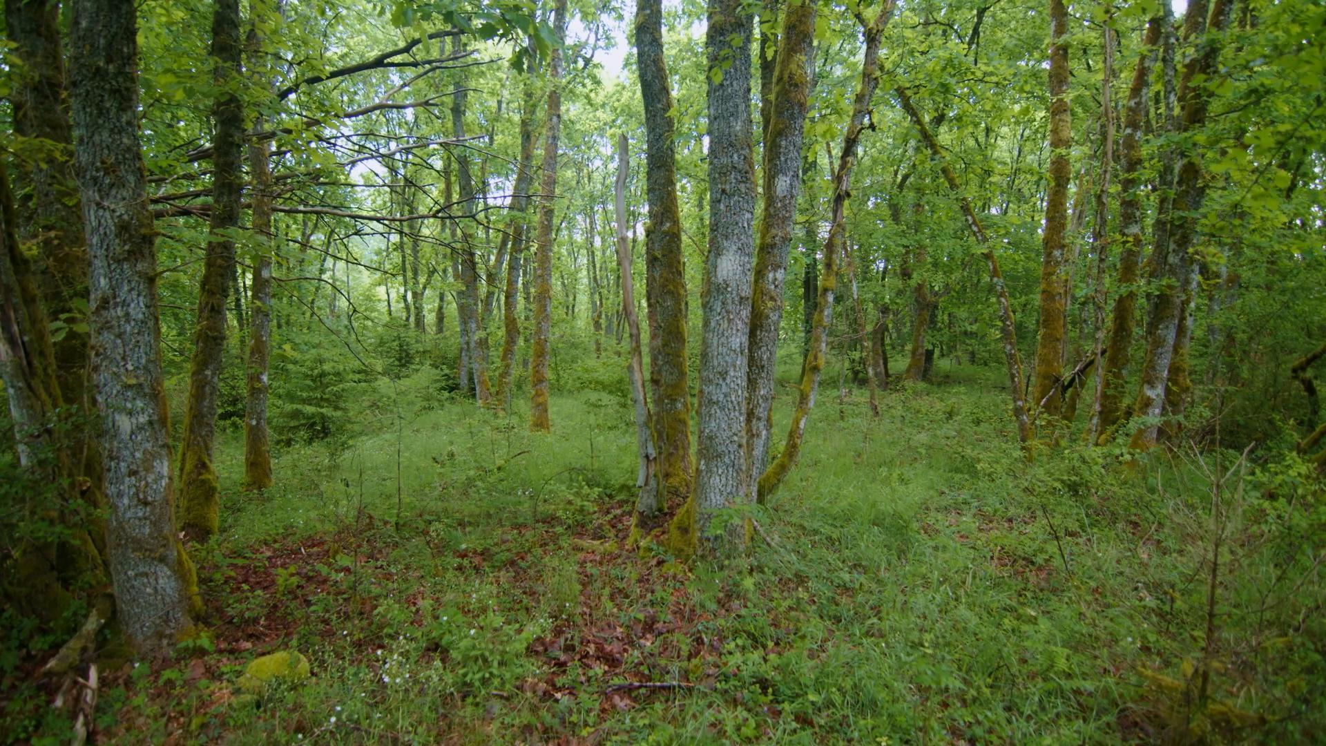 40 Joer Stëftung Hëllef fir d'Natur: « Kiischpelt