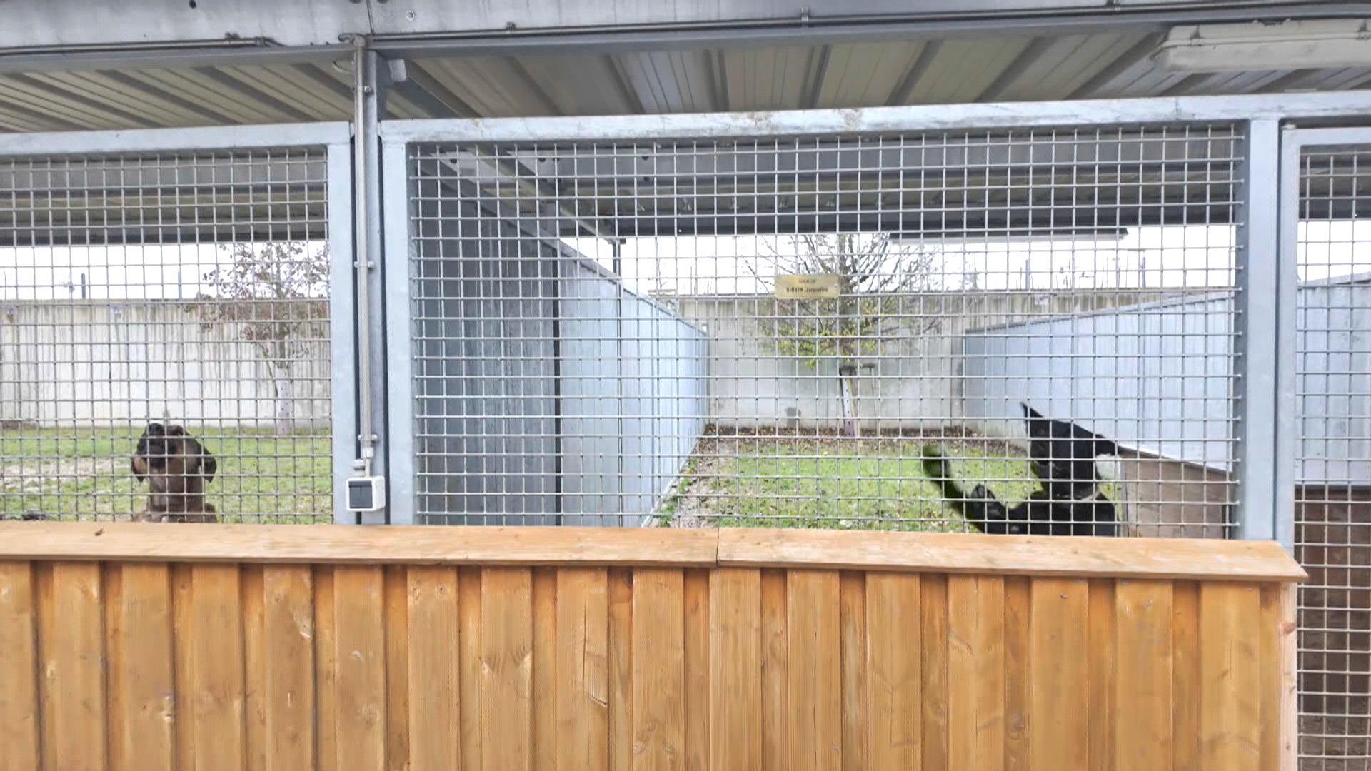 Op Besuch am Déierenasyl zu Gaasperech - Nordliicht 06.03.2024 - Nordliicht