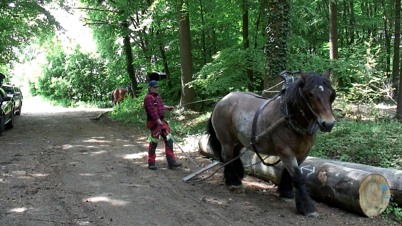 Iwwer Land a Leit: D'Ardenner Schaffpäerd am Asaz - Nordliicht 01.07.2020
